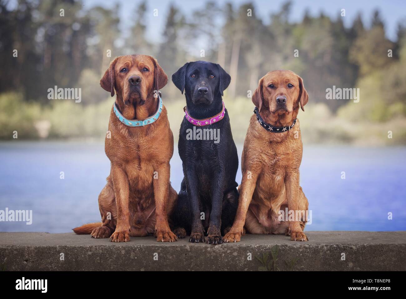 Three labradors sitting hi-res stock photography and images - Alamy