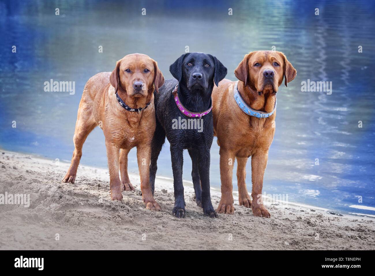 Three black labradors hi-res stock photography and images - Alamy