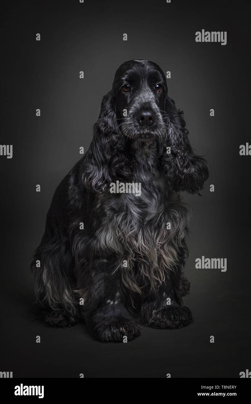 sitting English Cocker Spaniel Stock Photo - Alamy