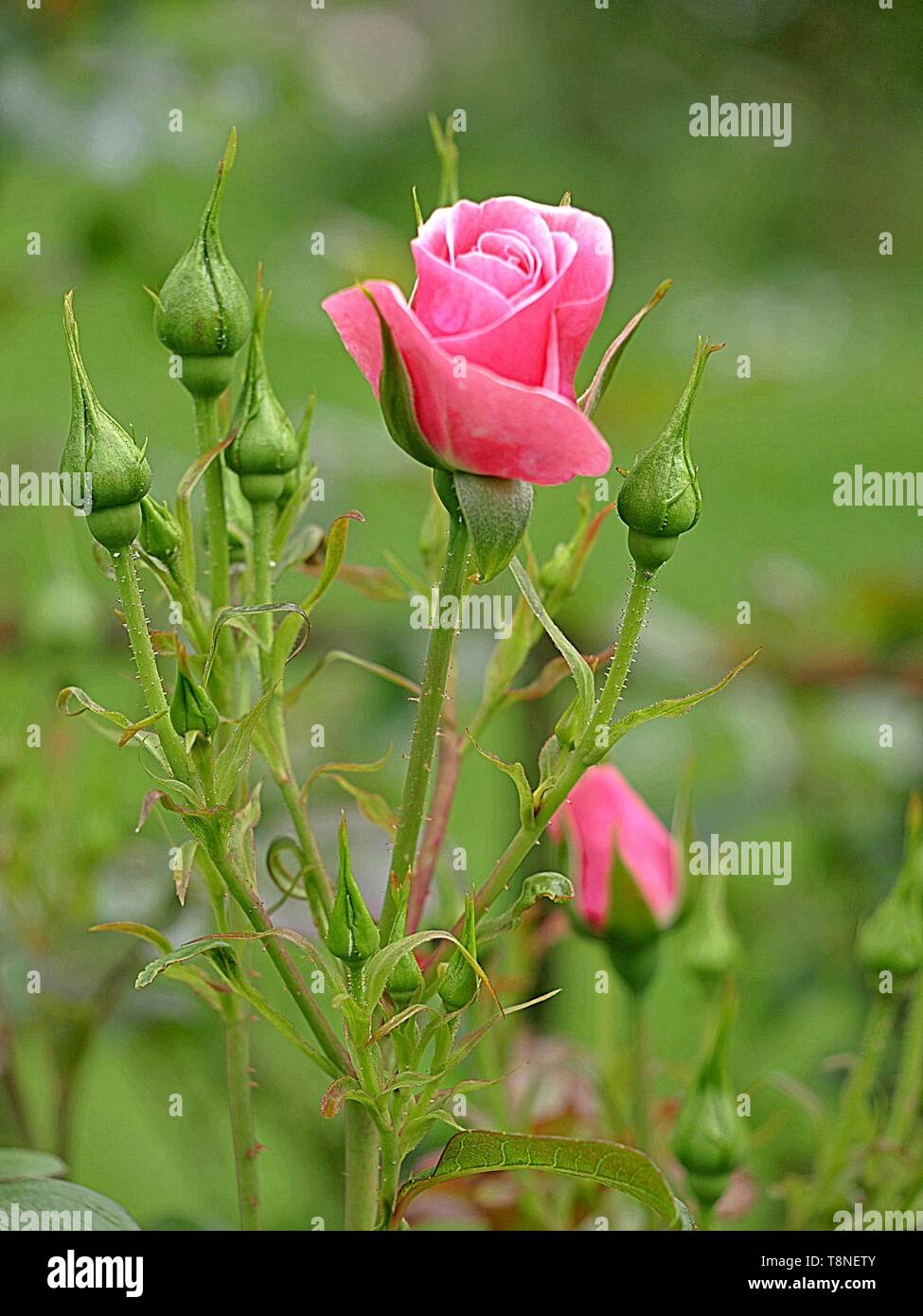 Roses public park uk hi-res stock photography and images - Alamy