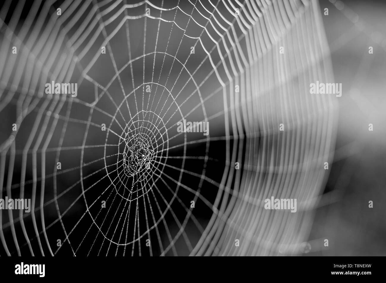 Trap mechanism Black and White Stock Photos & Images - Alamy