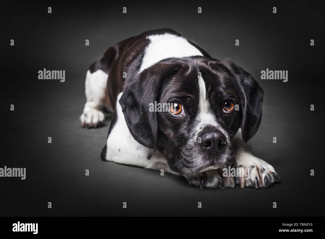 Pug poodle cross hi-res stock photography and images - Alamy