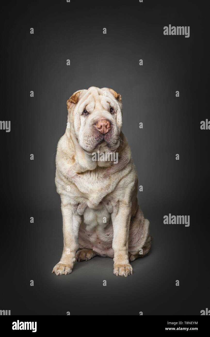 sitting Shar Pei Stock Photo - Alamy