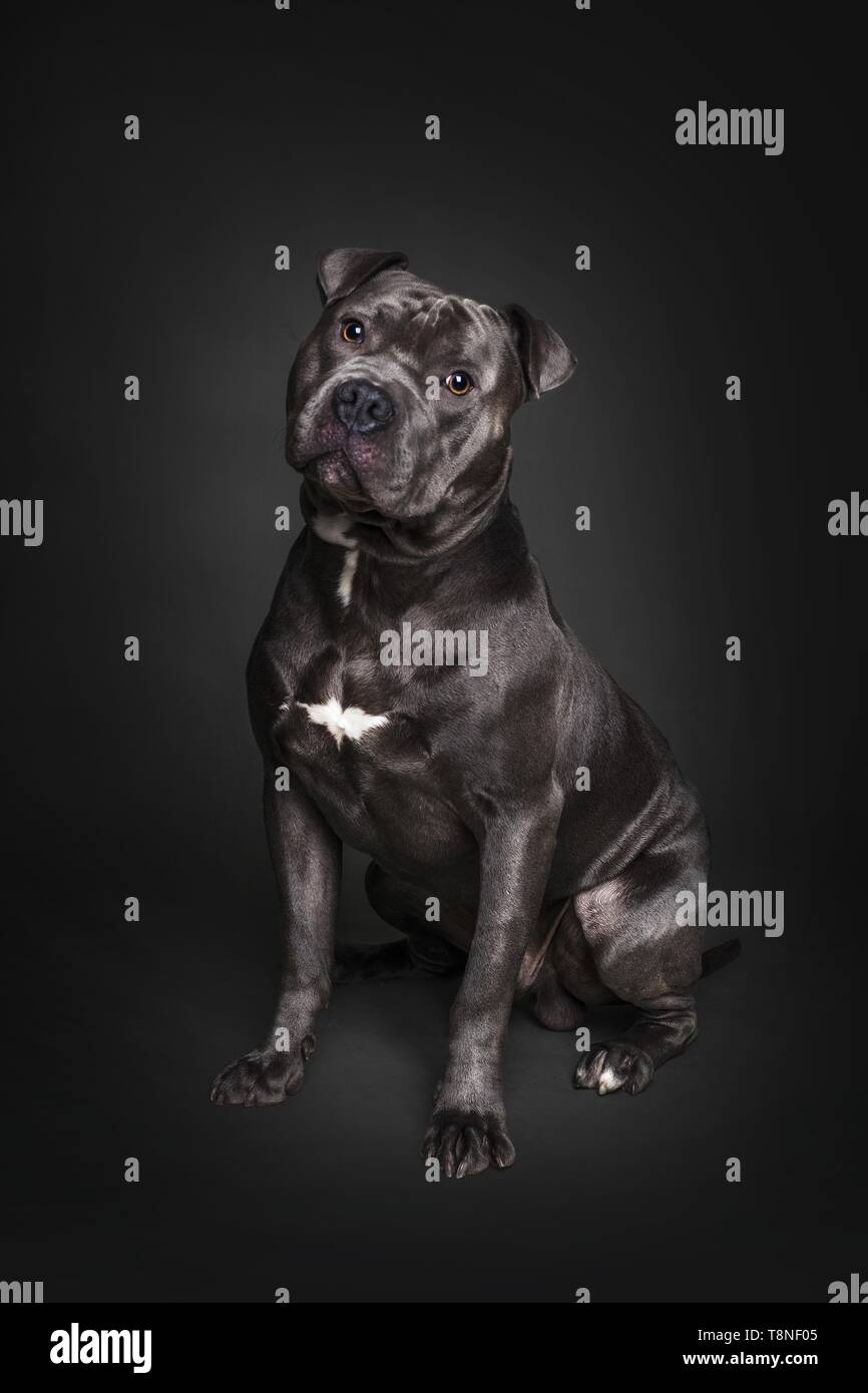 Grey amstaff hi-res stock photography and images - Alamy