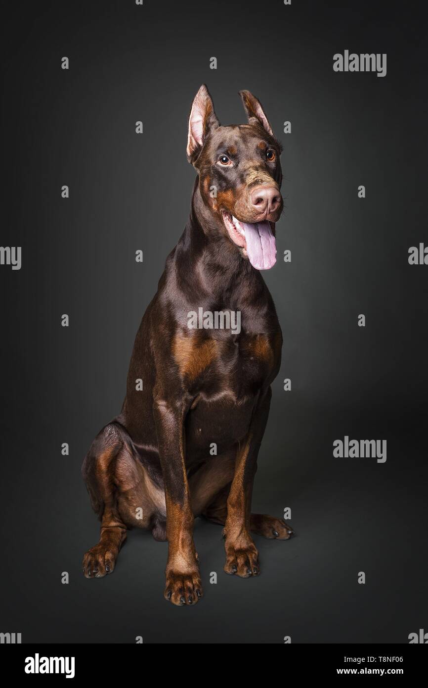 sitting Doberman Pinscher Stock Photo - Alamy