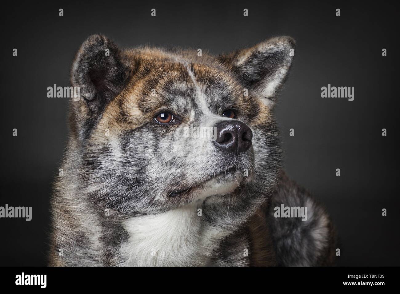 Akita Inu Portrait Stock Photo - Alamy
