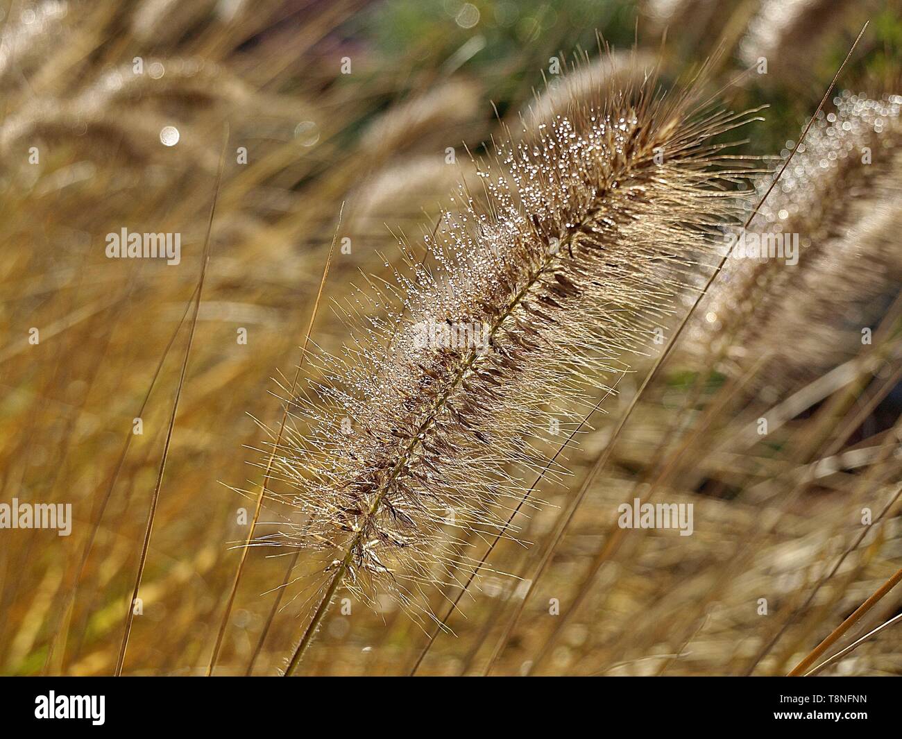 Garden whistle hi-res stock photography and images - Alamy