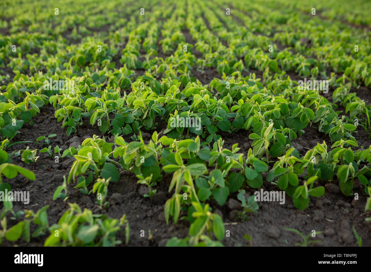 Small soybean plants on nature Stock Photo - Alamy
