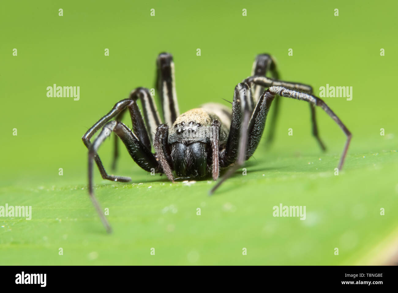 Macro spider in nature Stock Photo - Alamy
