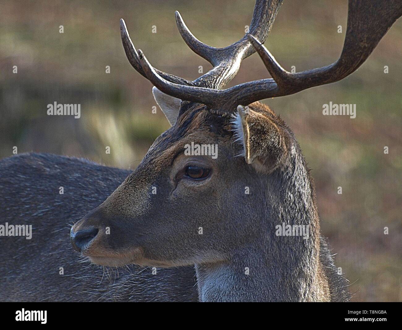 Portrait of a male deer Stock Photo - Alamy