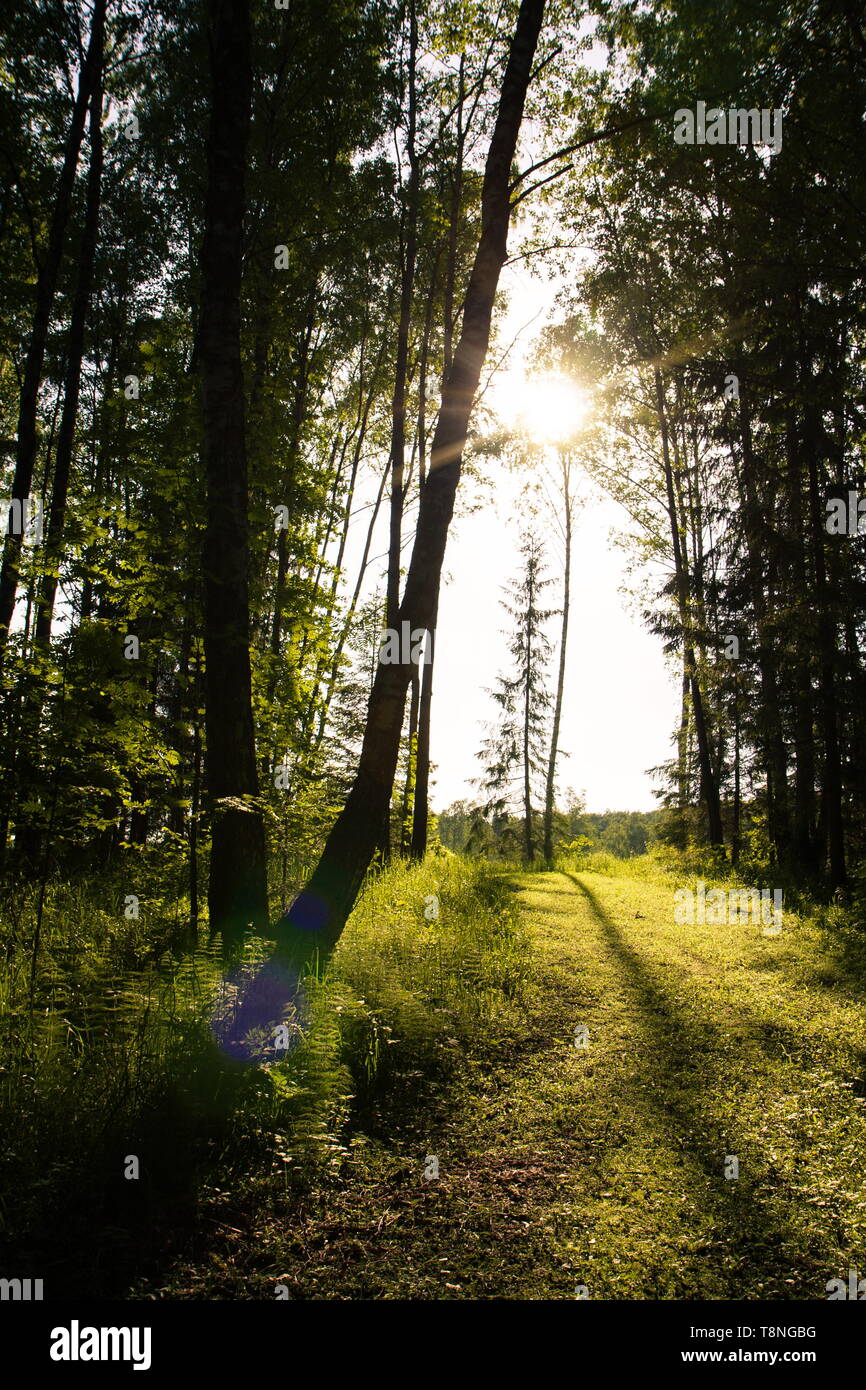 Overgrown with grass forest path illuminated by the sun - vertical ...