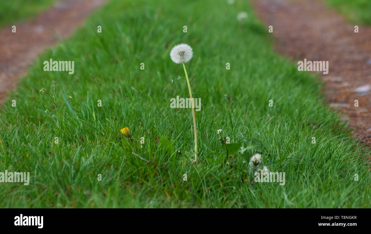 White flower yellow middle hi-res stock photography and images - Alamy