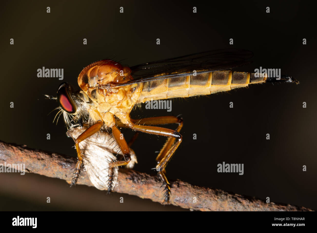 Macro Robber fly on leaf Stock Photo - Alamy
