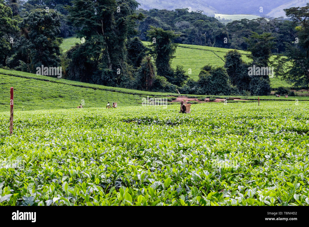 tea picker at work in the middle of a field of tea Malawi Stock Photo ...