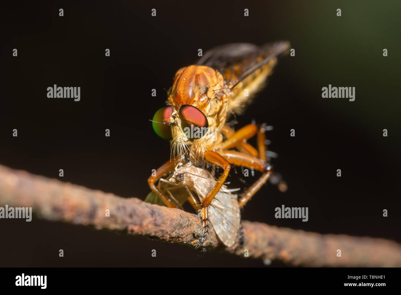 Macro Robber fly on leaf Stock Photo - Alamy