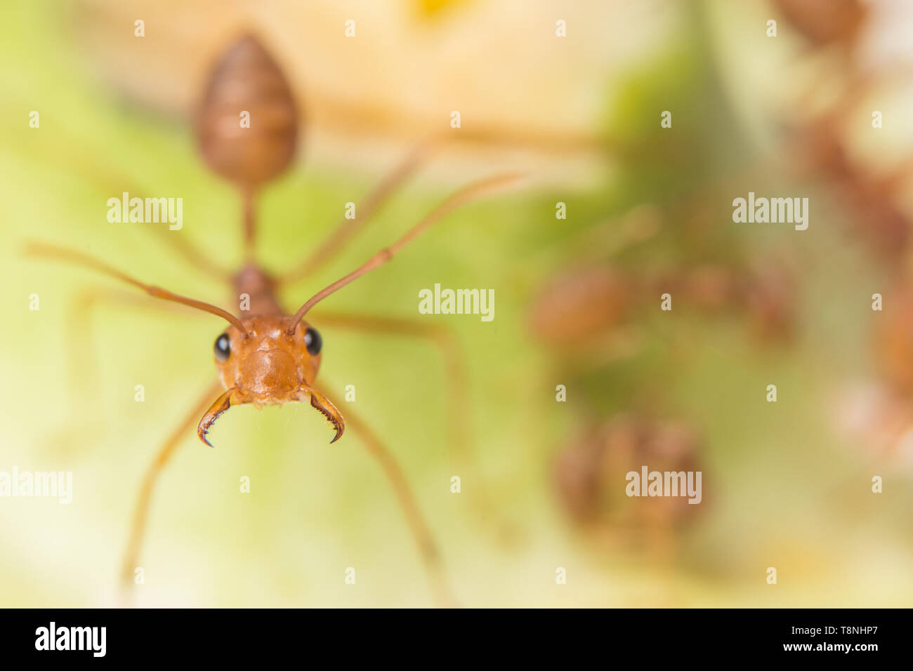 Macro red ants on the plant Stock Photo - Alamy
