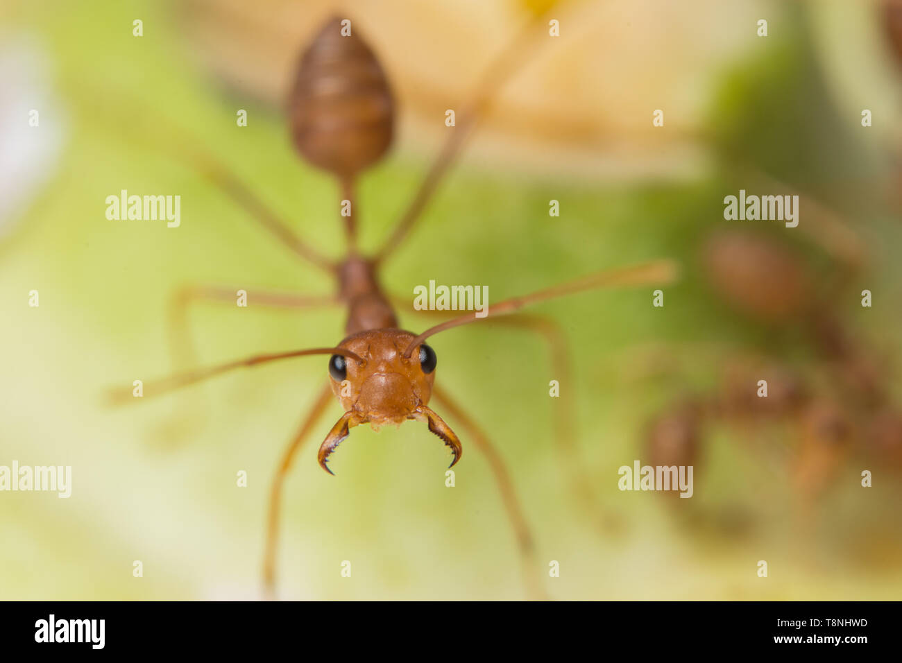 Macro red ants on the plant Stock Photo - Alamy