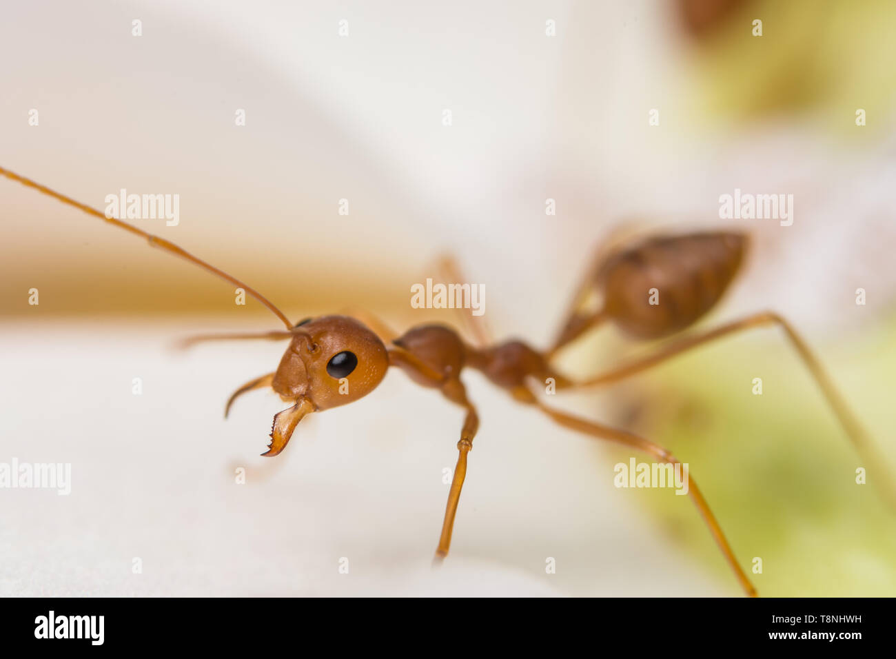 Macro red ants on the plant Stock Photo - Alamy