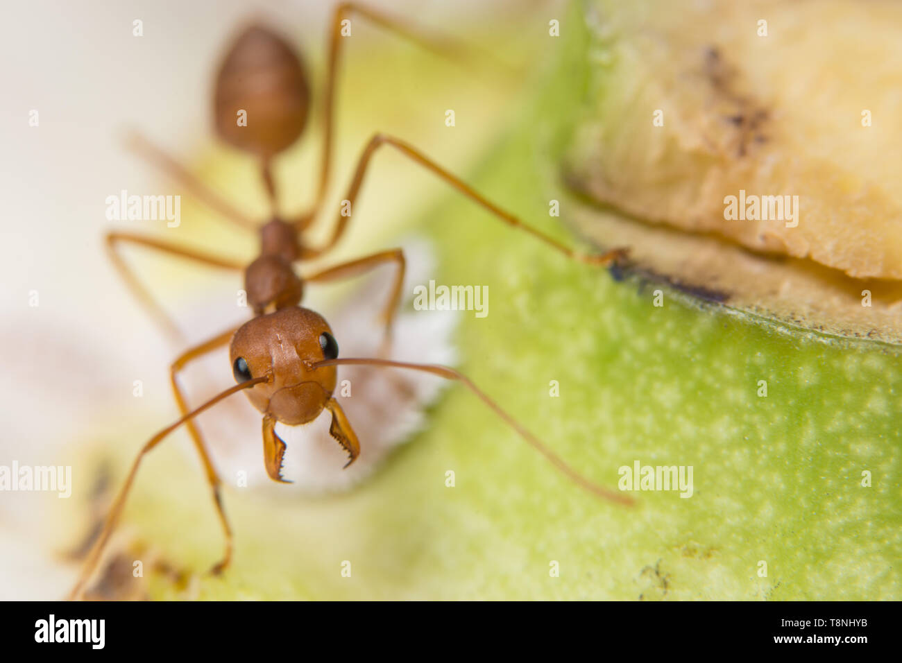 Macro red ants on the plant Stock Photo - Alamy