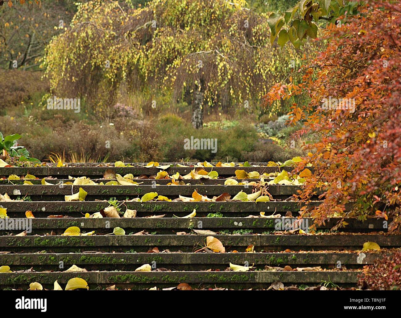 Hoehenpark Killesberg, city park of Stuttgart Stock Photo - Alamy