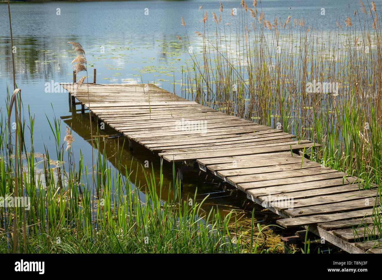 Old rustic wooden jetty on a tranquil lake with reeds and wild grasses ...