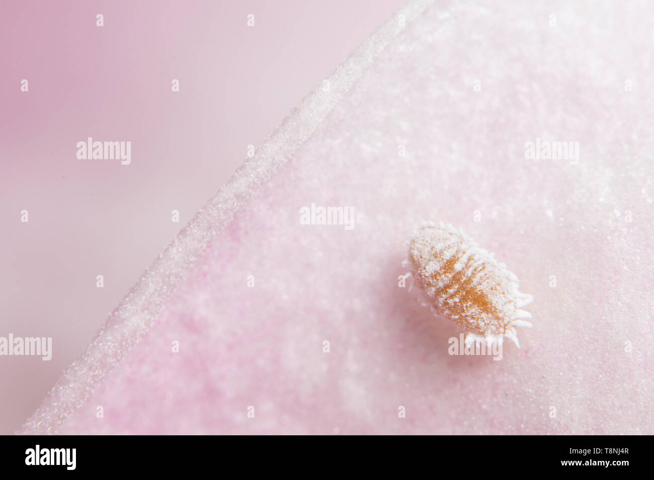 Pseudococcidae hi-res stock photography and images - Alamy