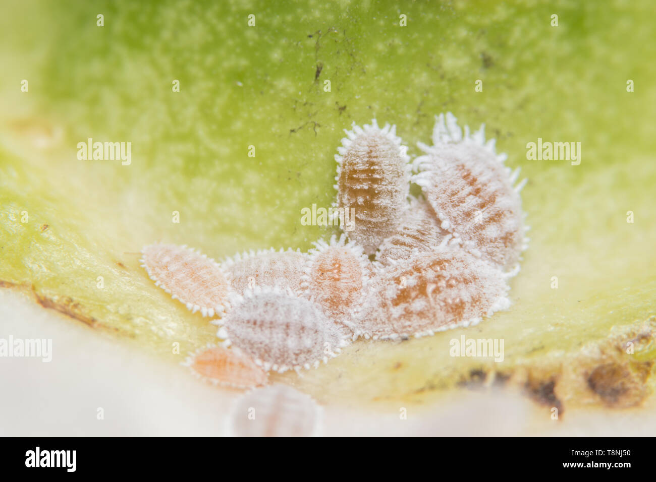 Macro Pseudococcidae on leaves Stock Photo - Alamy