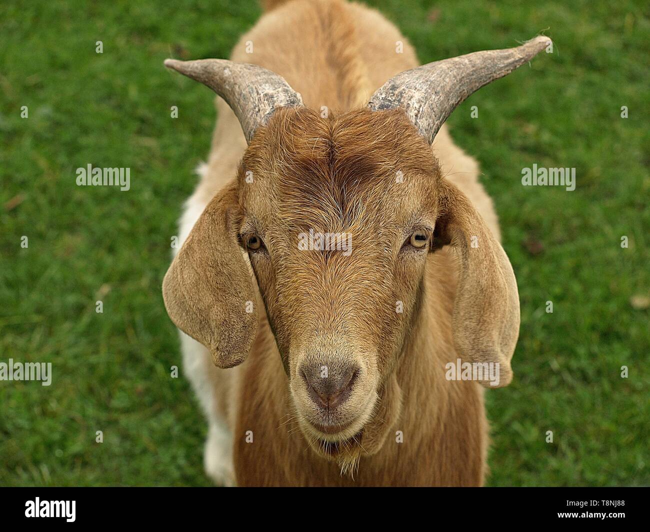 cute goat looking into the camera Stock Photo - Alamy