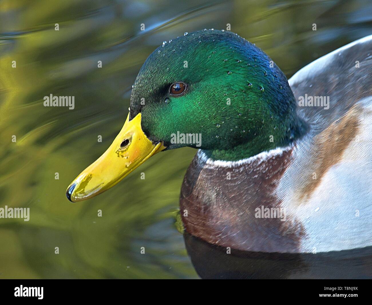 closeup of a colorful duck Stock Photo - Alamy