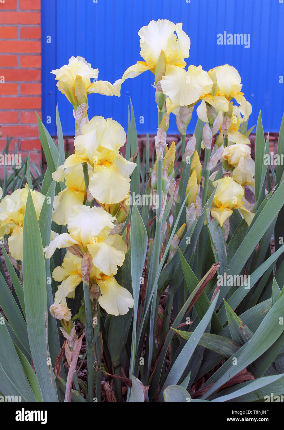Beautiful purple flower in bloom on a crisp spring morning,The iris ...