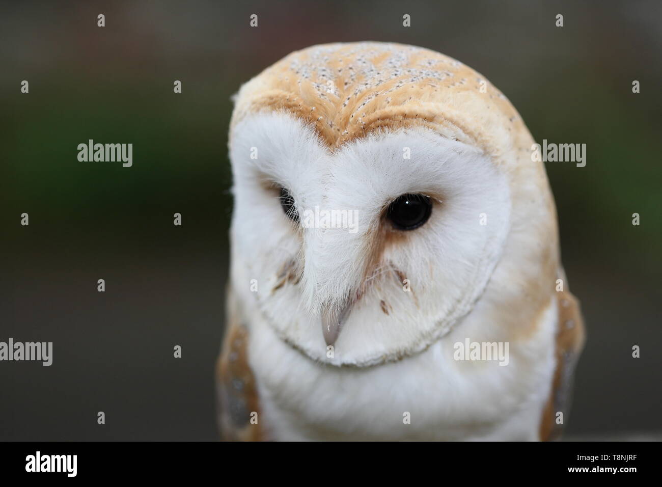 Predator nocturnal hi-res stock photography and images - Alamy