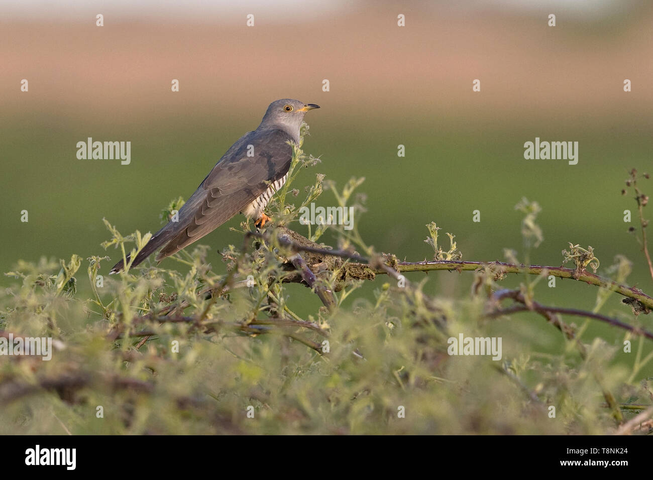 Common Cuckoo (Cuculus canorus Stock Photo - Alamy