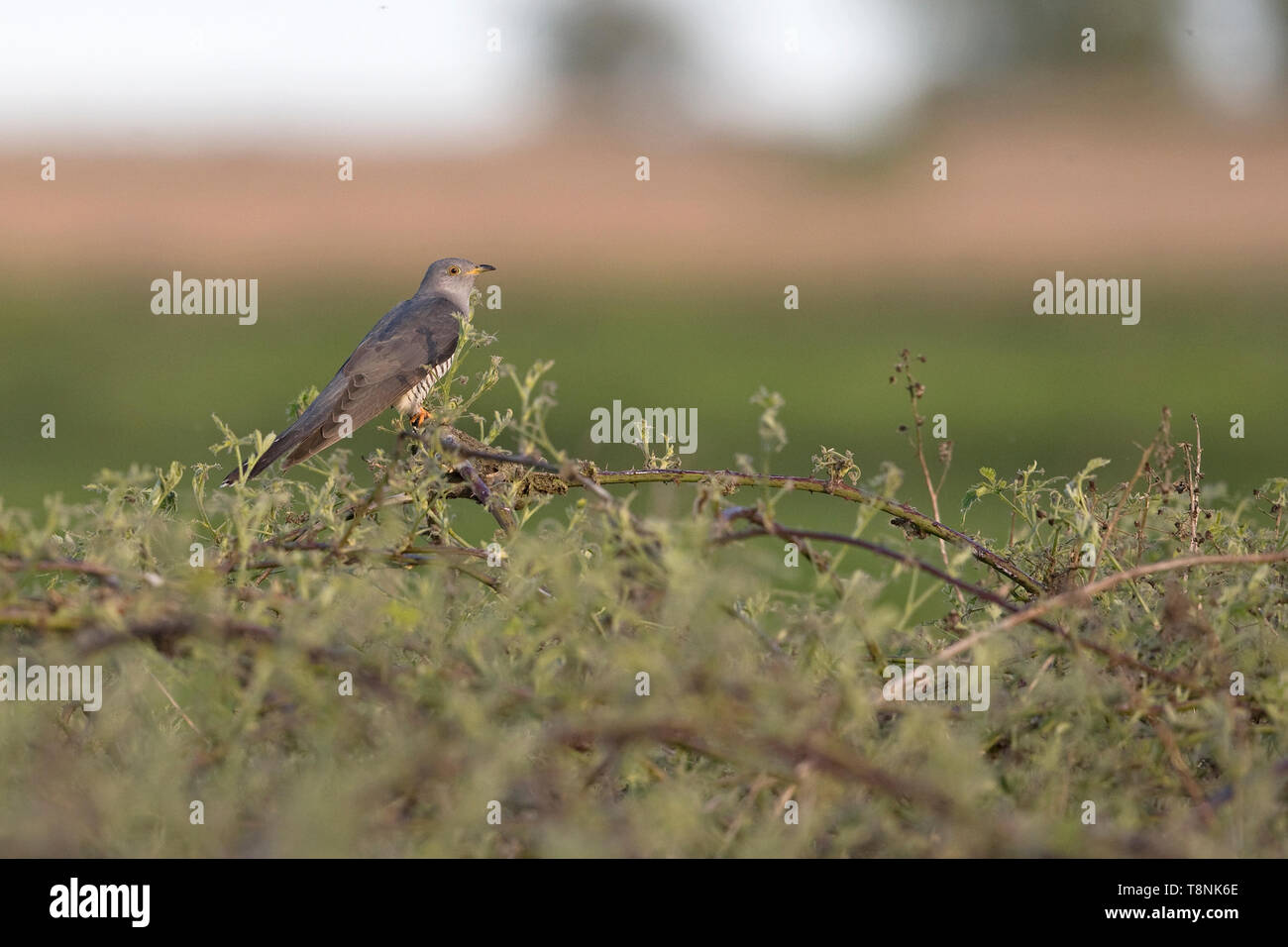 Common Cuckoo (Cuculus canorus Stock Photo - Alamy