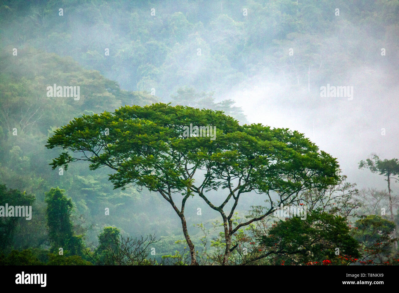 Panama landscape with misty rainforest at Cana in Darien national park ...