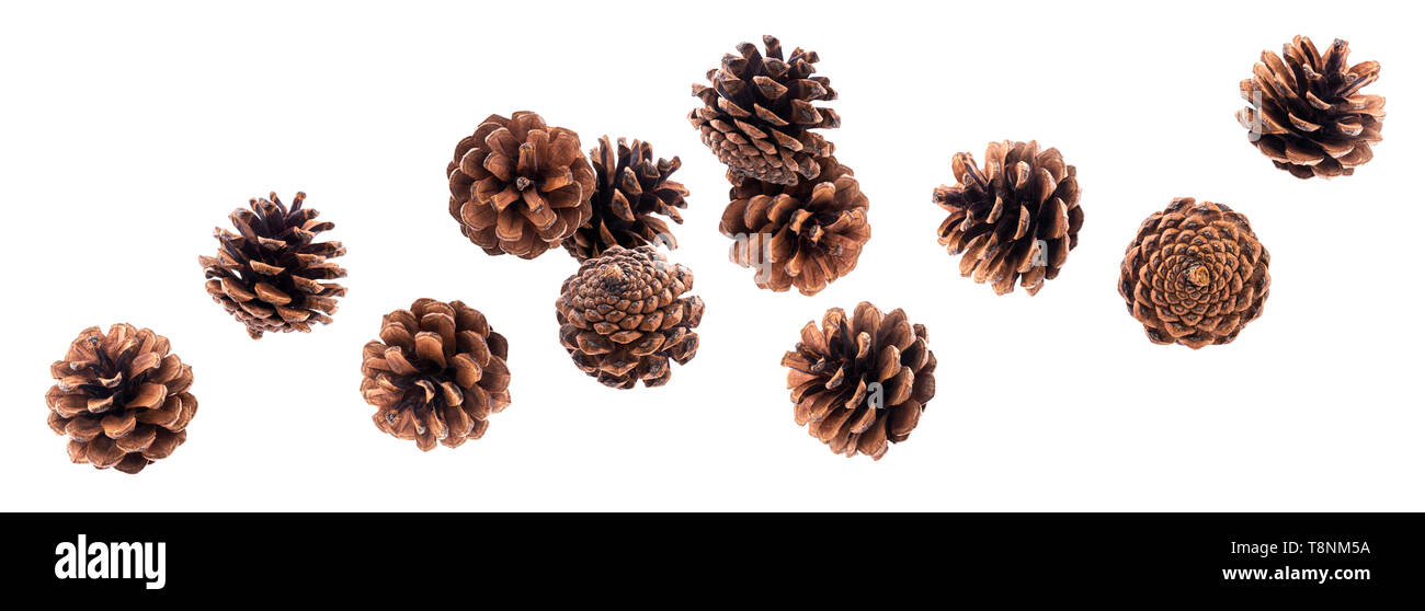 Falling pinecones. Fir cones isolated on white background with clipping ...