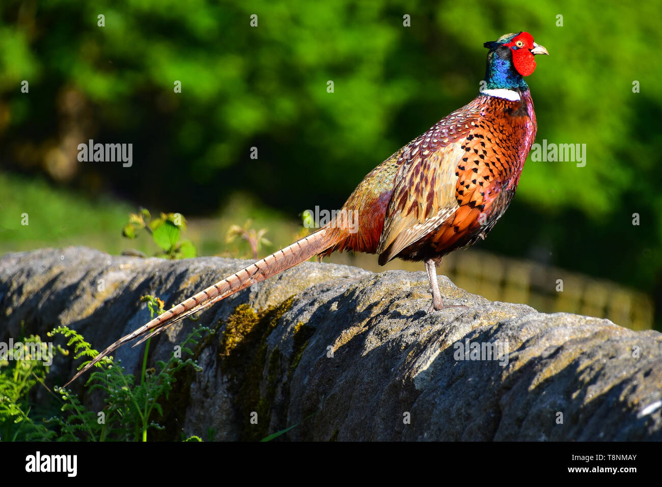 Ring-necked Pheasant on wall, Hardcastle Crags, Hebden Bridge ...