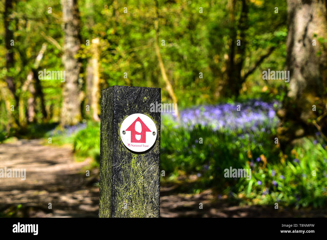National Trust sign, Bluebells, bluebell wood, Hardcastle Crags, Hebden ...
