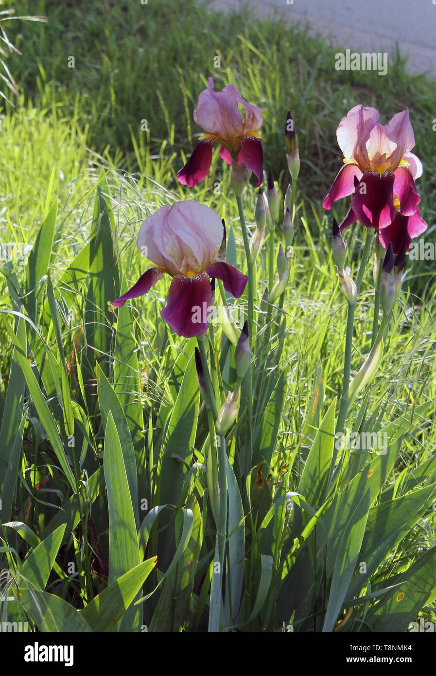 Beautiful purple flower in bloom on a crisp spring morning,The iris ...