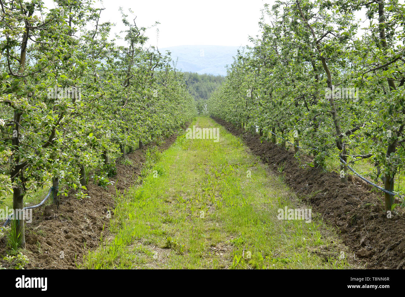fresh plowed apple orchard in spring, image of a Stock Photo - Alamy