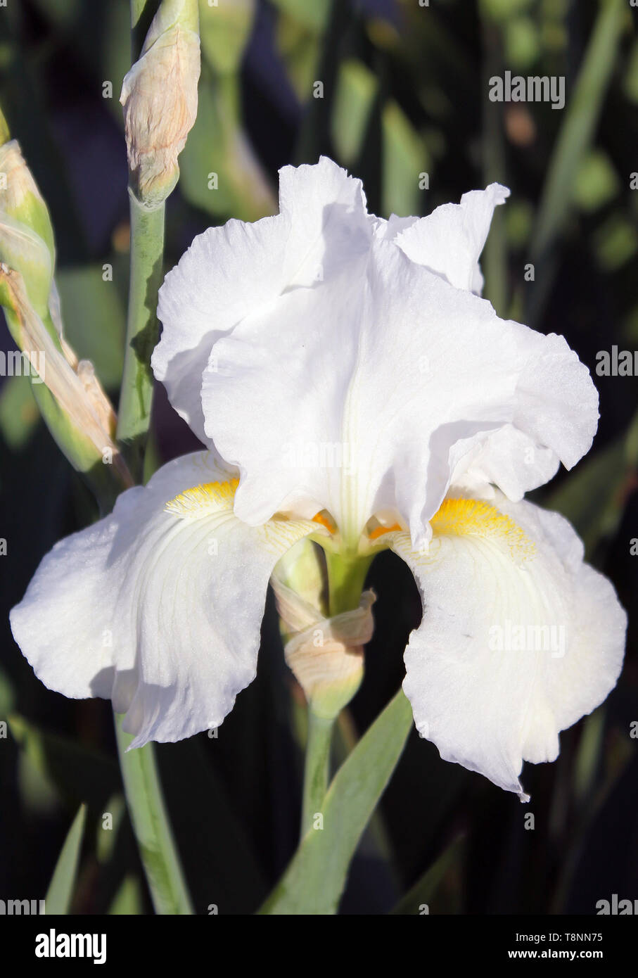 Beautiful purple flower in bloom on a crisp spring morning,The iris ...