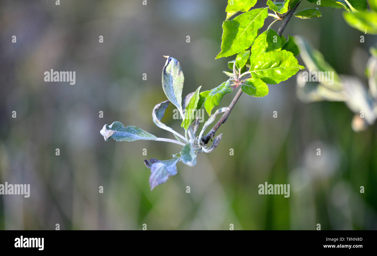 Powdery Mildew on apple tree, image of a Stock Photo - Alamy