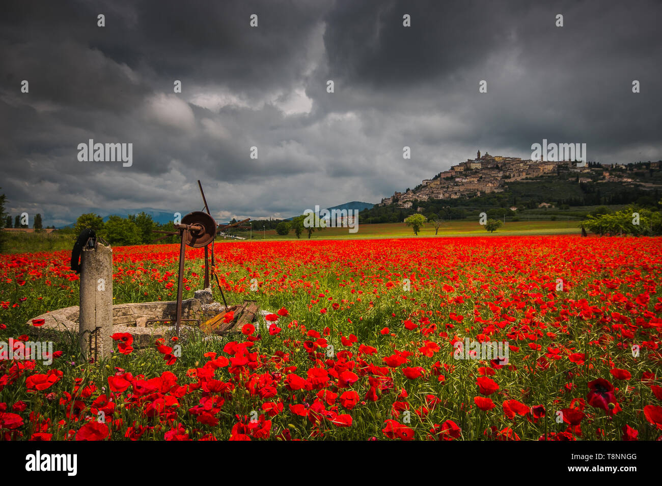 Red poppies grey background hi-res stock photography and images - Alamy