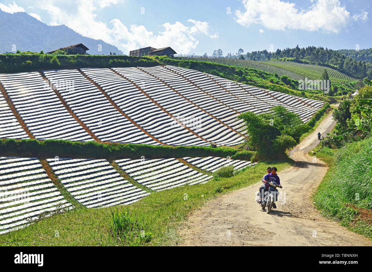 Lembang High Resolution Stock Photography and Images - Alamy