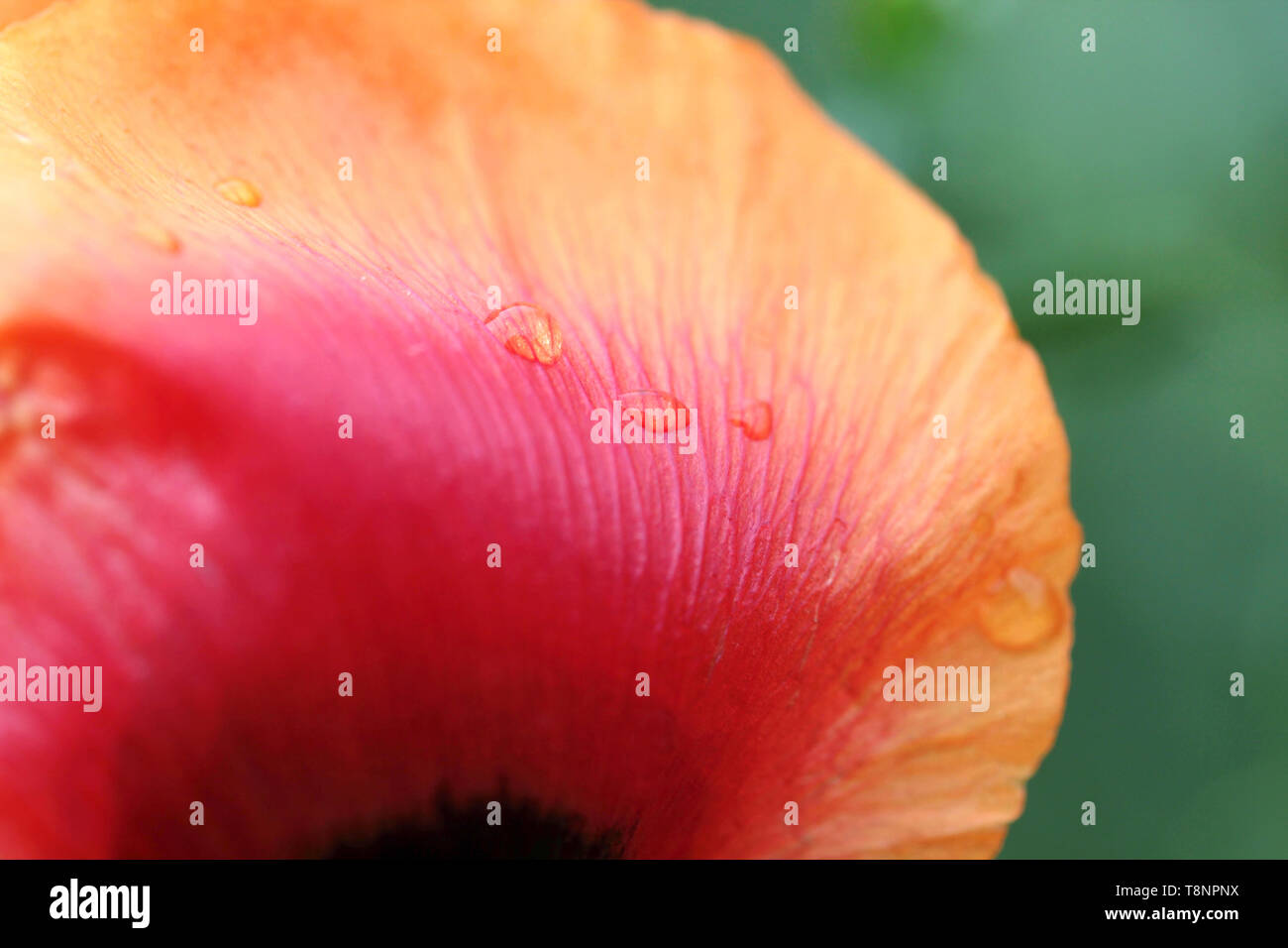 multi colored poppy flower and water drop Stock Photo - Alamy