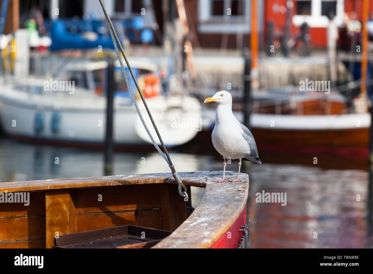 Big seagull stand on ship bow of wooden boat at small harbor background ...