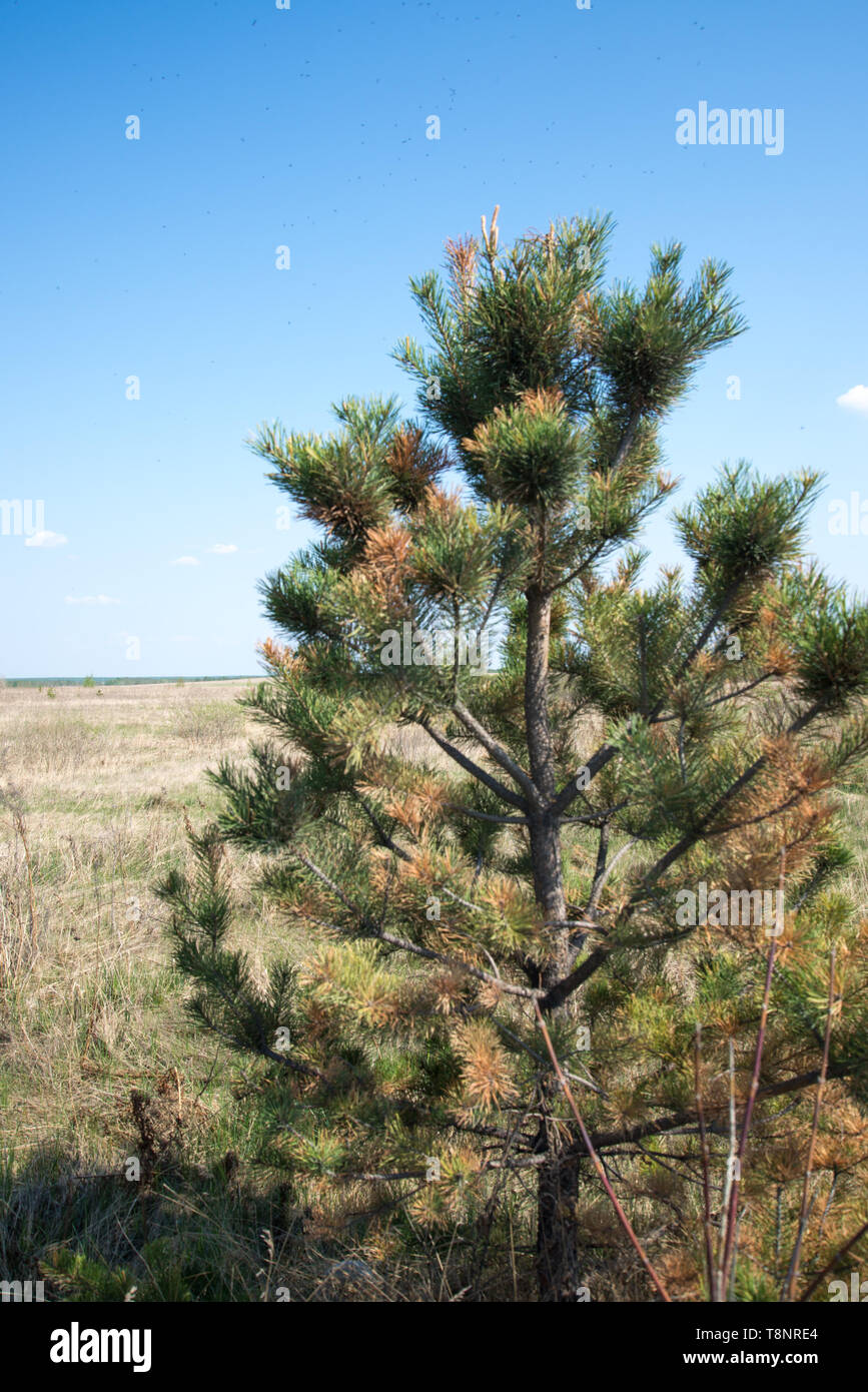 Conifer disease hi-res stock photography and images - Alamy