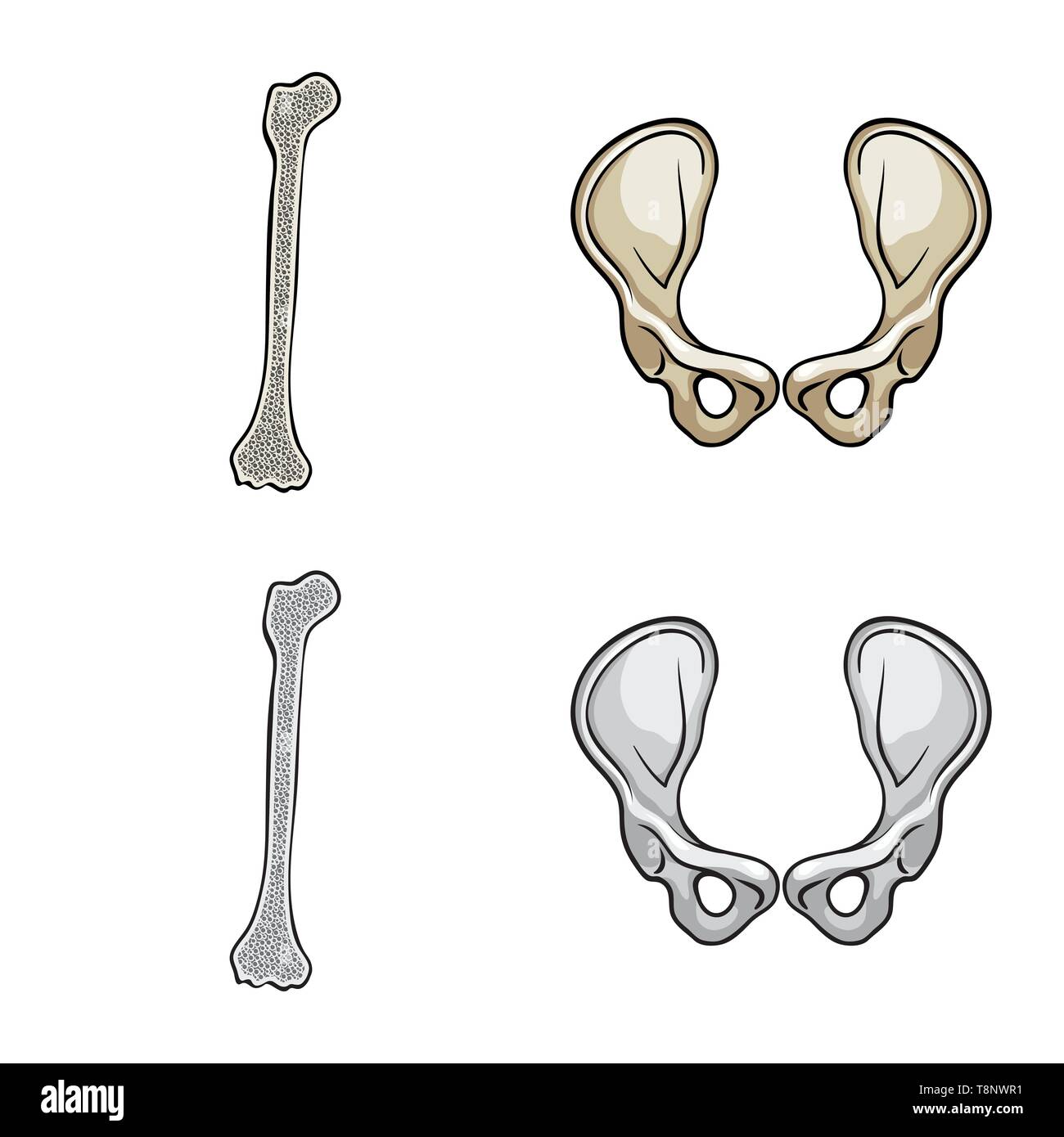 femur,hip,bony,joint,leg,pelvis,knee,surgery,tibia,healthy,fibula ...