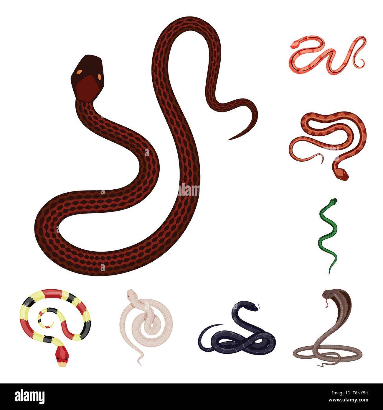 snake,viper,anaconda,cobra,tail,coral,white,spiral,forest,red,python ...