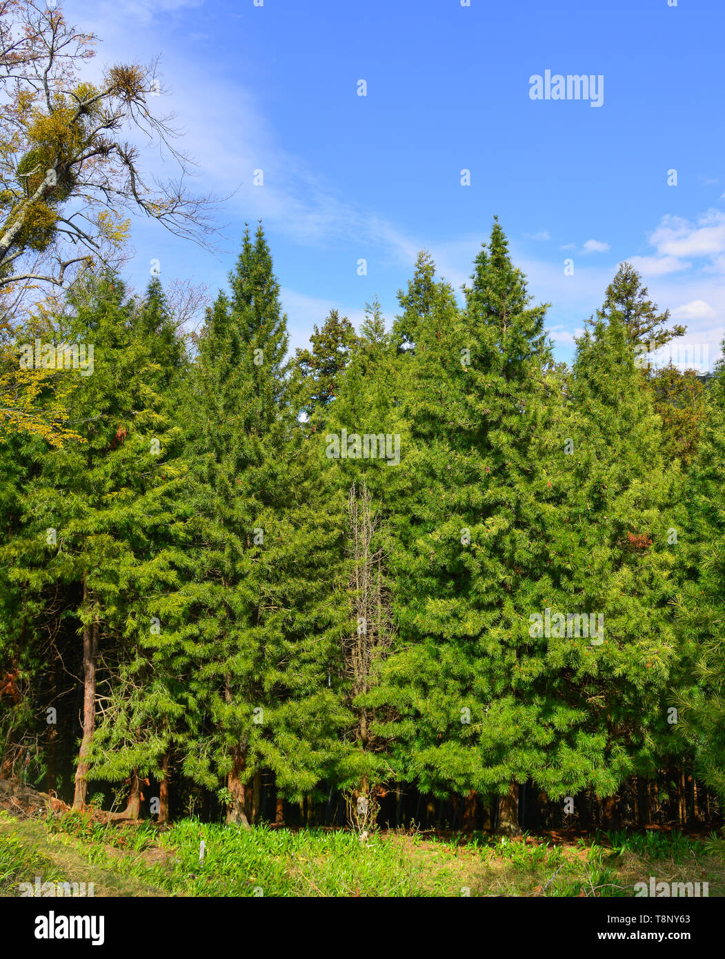 Pine trees nara park hi-res stock photography and images - Alamy