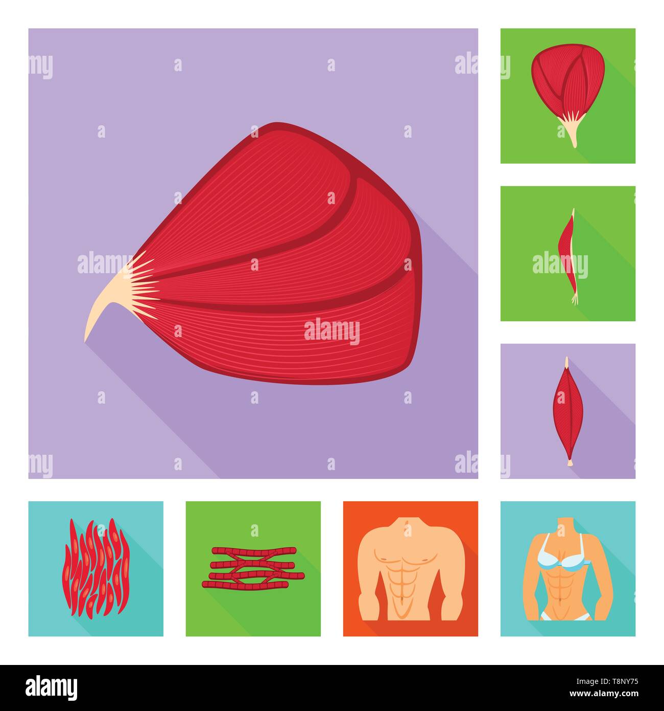 Isolated object of muscle and cells symbol. Set of muscle and anatomy ...